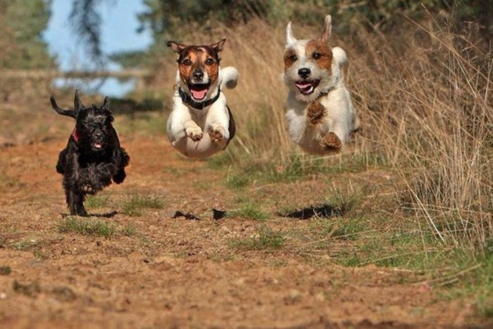 Bakeology 101: Random Adorable animal pictures