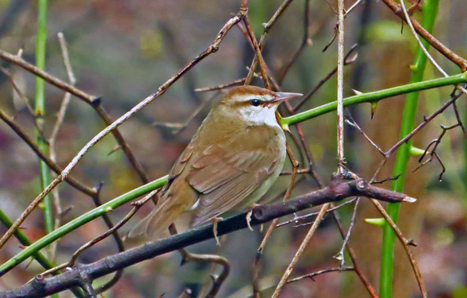 Friends of Garret Mountain Reservation