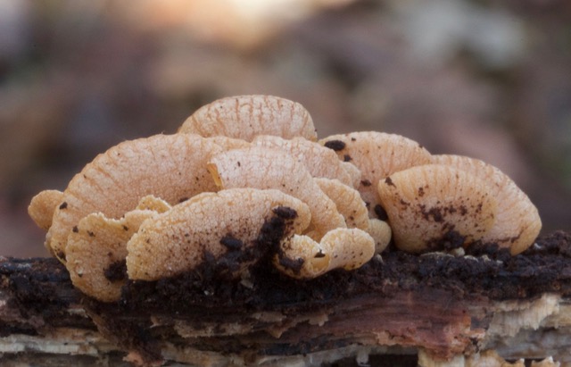 Springfield Plateau: Glowing Mushrooms