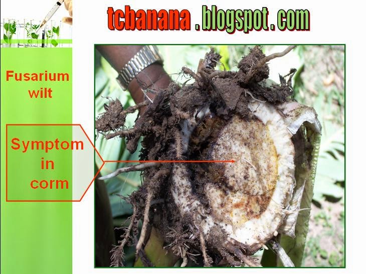 FUNGAL DISEASE (Foliar) : PANAMA WILT. ~ Tissue Culture Banana