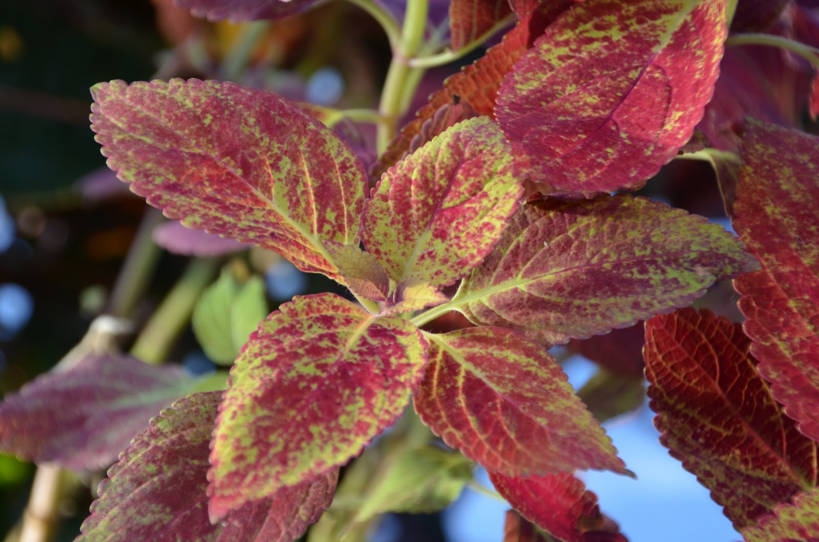 Garden Ally: Party Favors and Fireworks