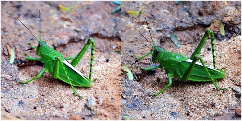 Blog Miracema.RJ: Demais animais da fauna - 4. Formigas, cupins ...