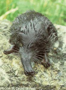 Blog de Adri: El desmán de los Pirineos