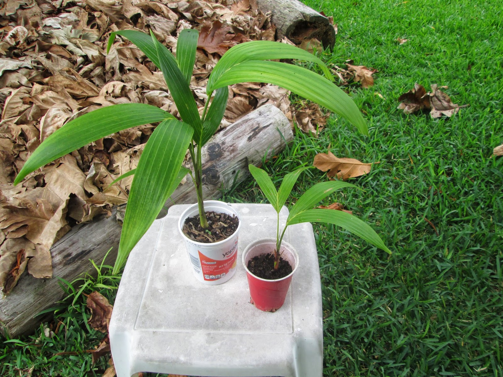 Garden Notes from Hawaii: MANILLA PALM (Veitchia merrillii)