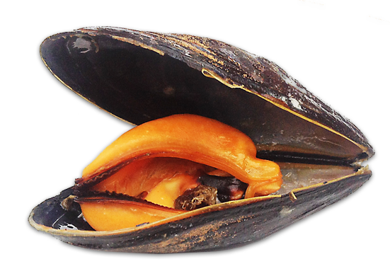 Scanfjord Mollösund: Made by Skagerrack