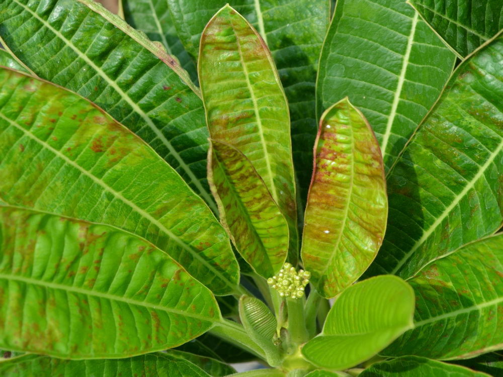 Frangipani Mosaic Virus in Plumeria