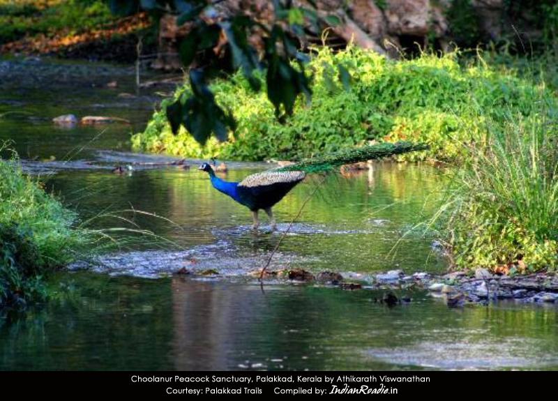 Indian Roadie Choolanur Peacock Sanctuary Palakkad Kerala