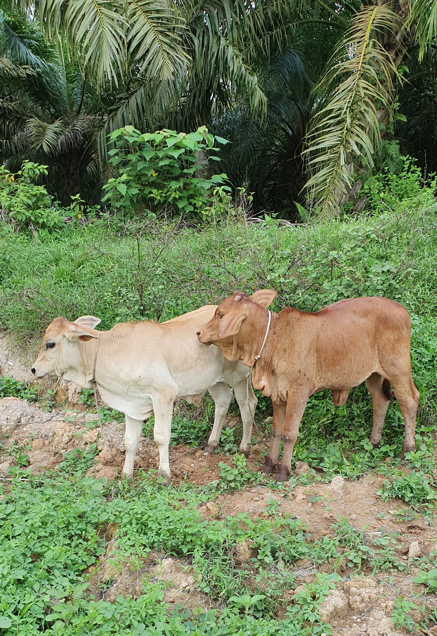 Warisan Petani: Padang Ragut Menghijau