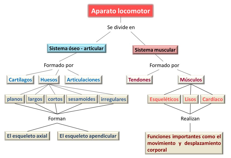 Aparato locomotor