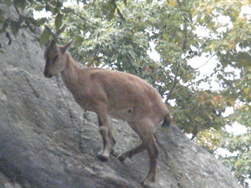 The Zoo Review: Zoo Review: Zoo New England - Stone Zoo