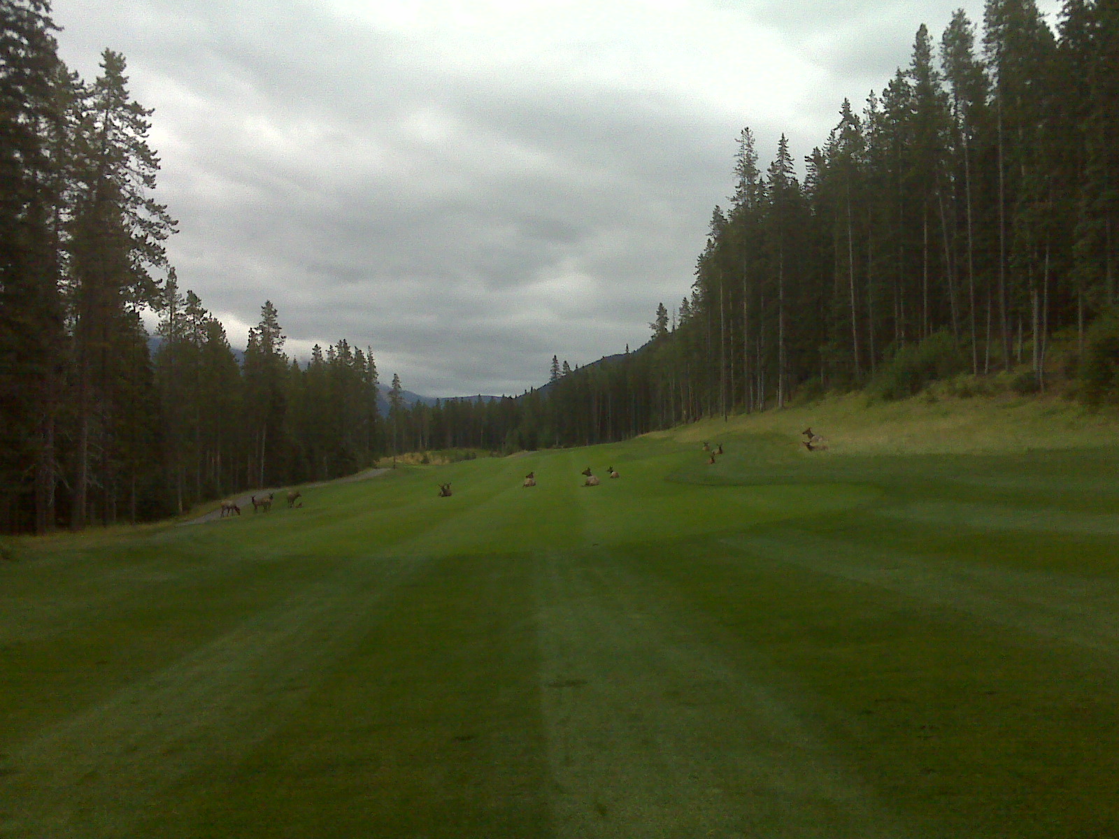 Stewart Creek Golf Club Maintenance: August 2011