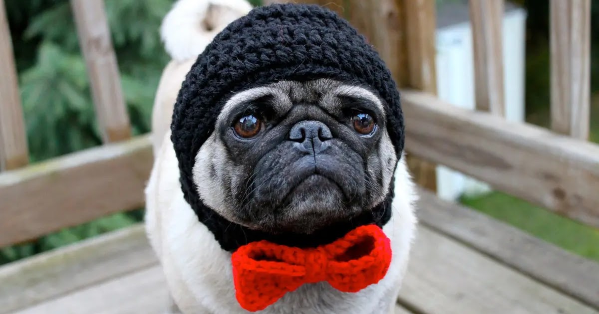 14 Reasons Pugs Are Not The Friendly Dogs Everyone Says They Are - Dog ...