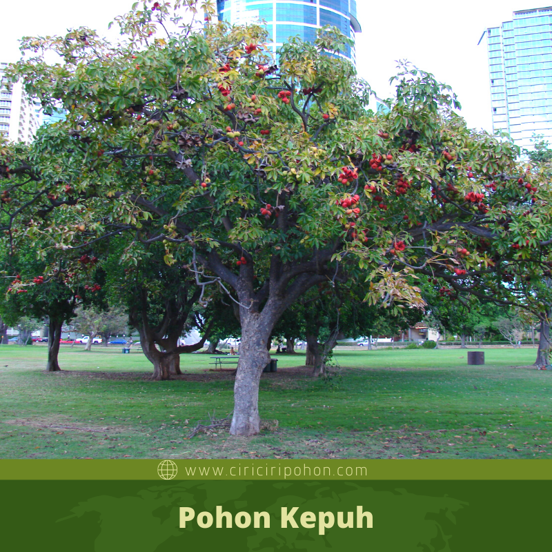 Ciri Ciri Pohon Kepuh (Sterculia foetida) Di alam Liar - Ciriciripohon.com