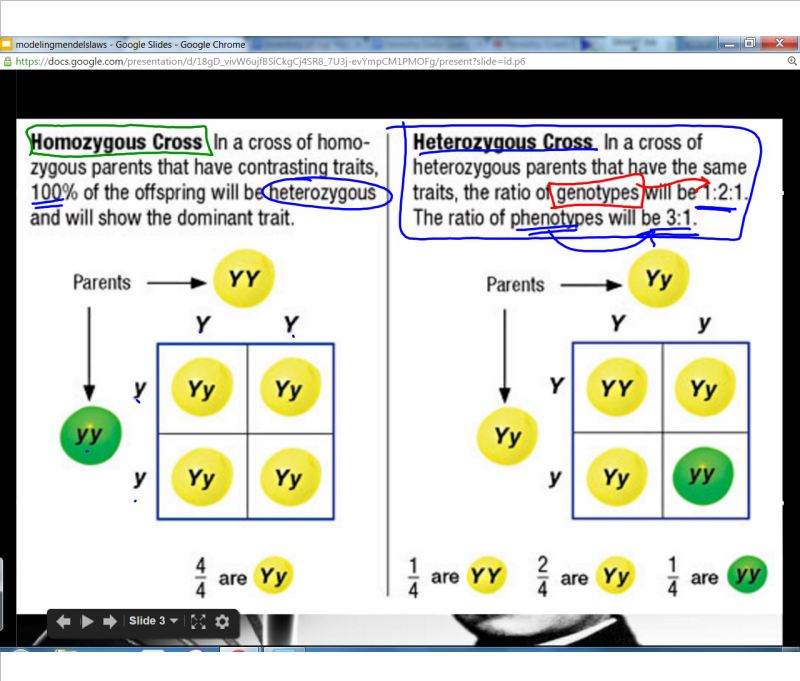 EC Honors Biology: Monday February 22nd - Punnett Square Intro