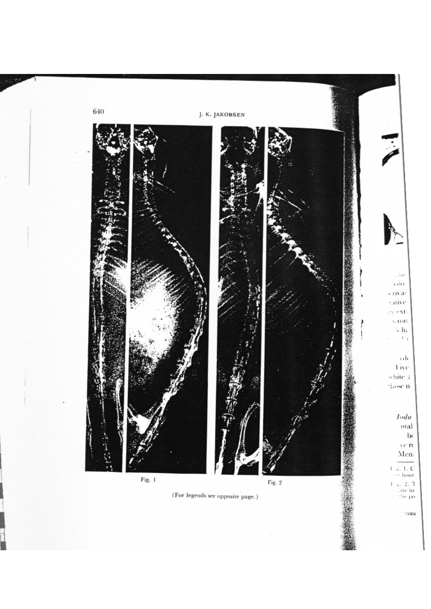 Myodil Killer: 5. Pantopaque Test Results, Dogs and Rats