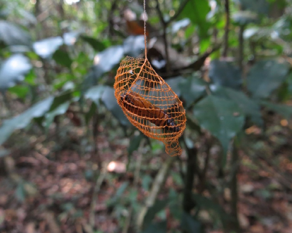 Kepompong Yang indah Amazon