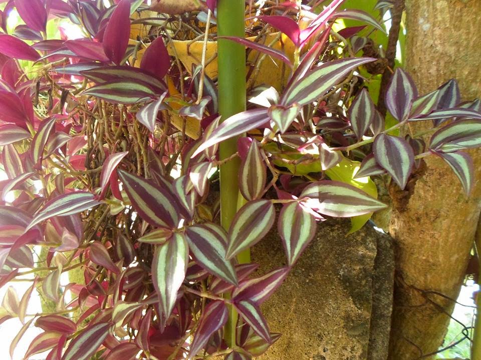 Photographic Handbook of Phil. Plants and Flowers: T