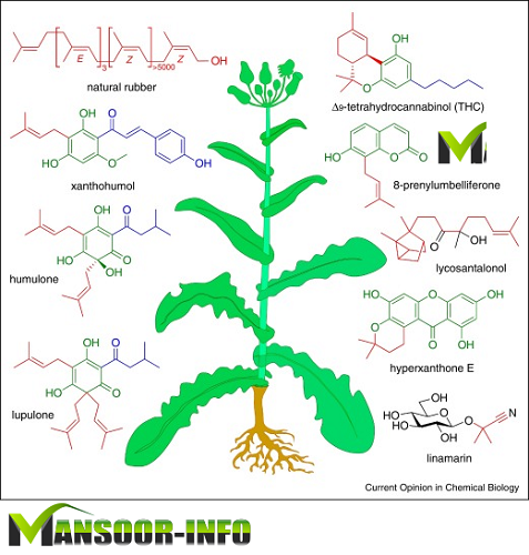 Inhibit the growth of plants by Hormones | Mansoorinfo