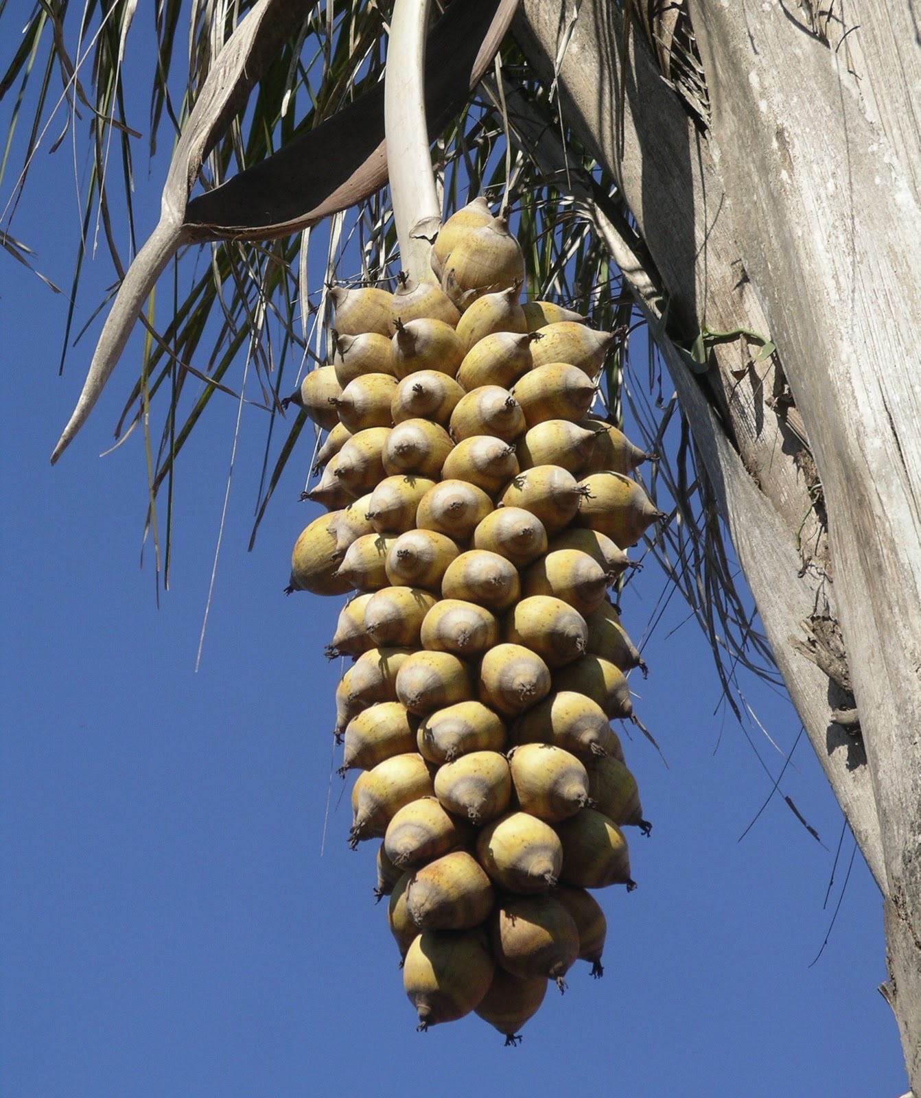Blog do Edu Ambiental: Babaçu