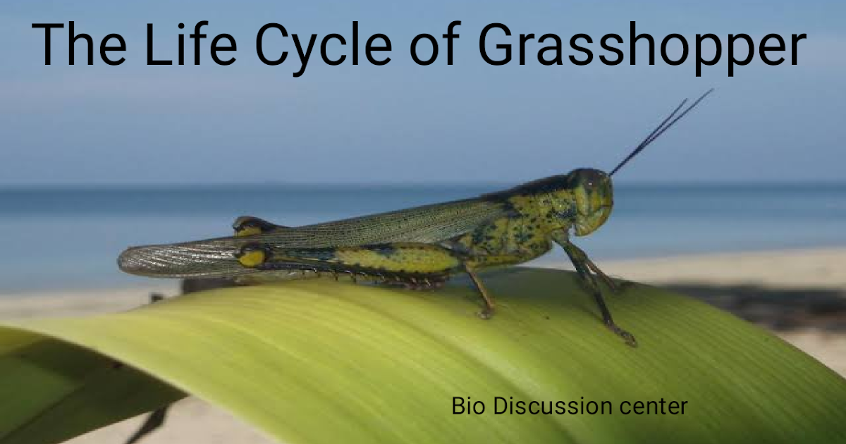 The life cycle of grasshopper