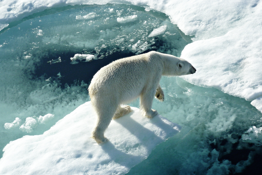 Another Side of this Life: Arctic Journey: Polar Bears Galore ...