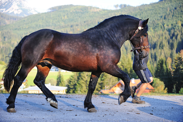 Equine Masterpiece: Breed Profile: The Noriker