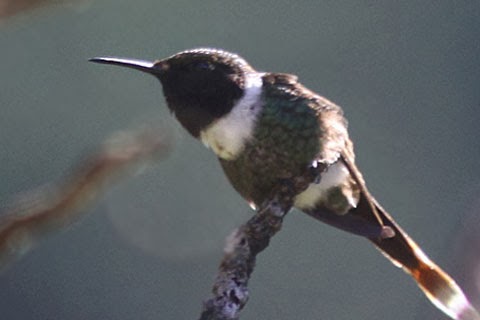 Colibríes