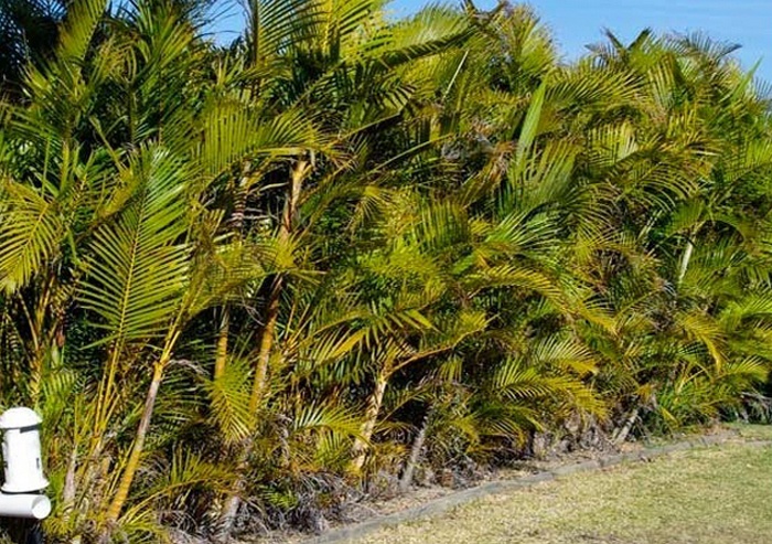 8 Macam dan Jenis-Jenis Palem Rumpun Yang Eksklusif