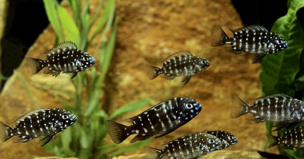 Habitat of Tropheus Duboisi - fish-hobbyist