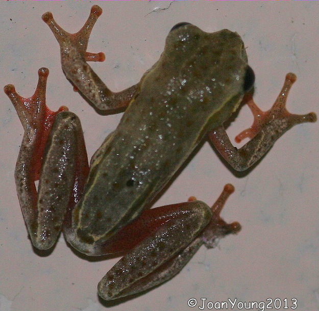 South African Photographs: Painted Reed Frog (Hyperolius marmoratus)