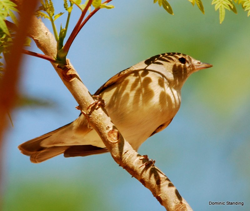 Dominic's Field Photos: Olive-tree Warbler