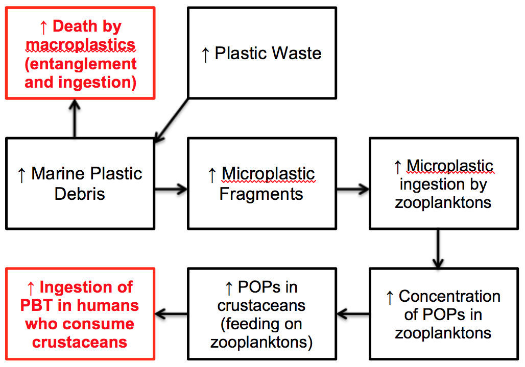 Life in Plastic, It's not Fantastic.: Impacts: Microplastics, the ...