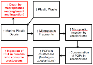 Life in Plastic, It's not Fantastic.: Impacts: Microplastics, the ...