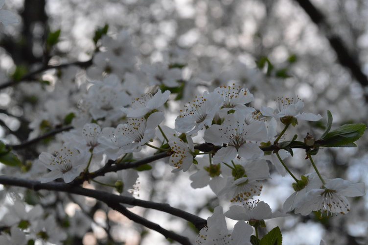 Ionel Teodoreanu - A iubi un zarzăr | Psalmi de suflet