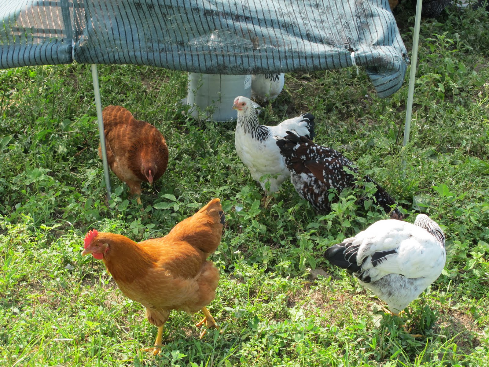 Culinary Types: Mother Hen