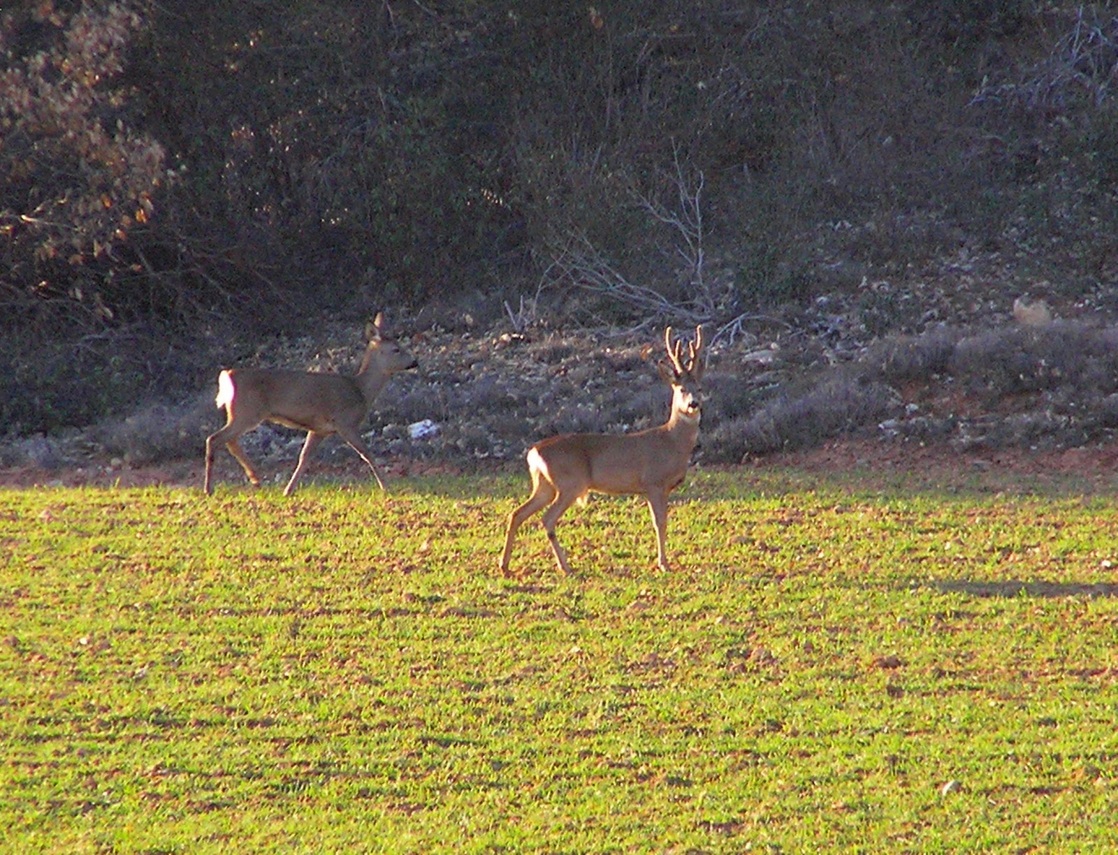 EL OLMO SECO: CORZO (Capreolus capreolus)