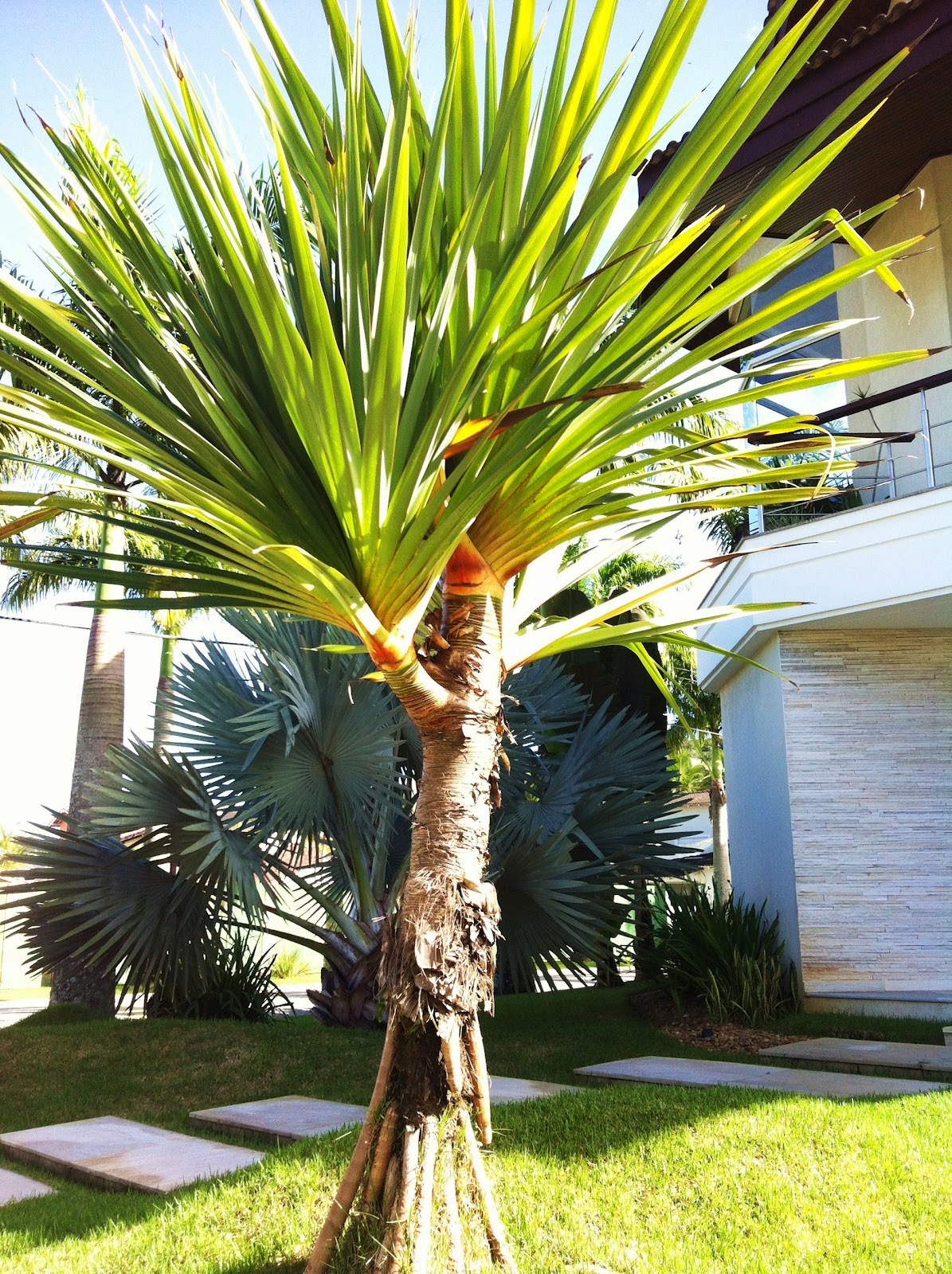 Espaço da Jardinagem: Pandanus