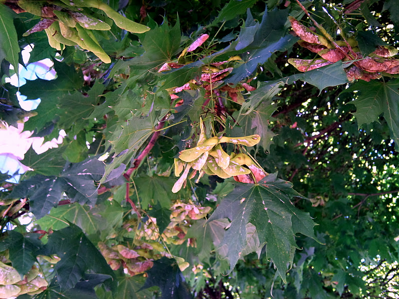 Árboles con alma: Arce Real. Erable. (Acer platanoides) Árboles con alma: Arce Real. Erable. (Acer platanoides)