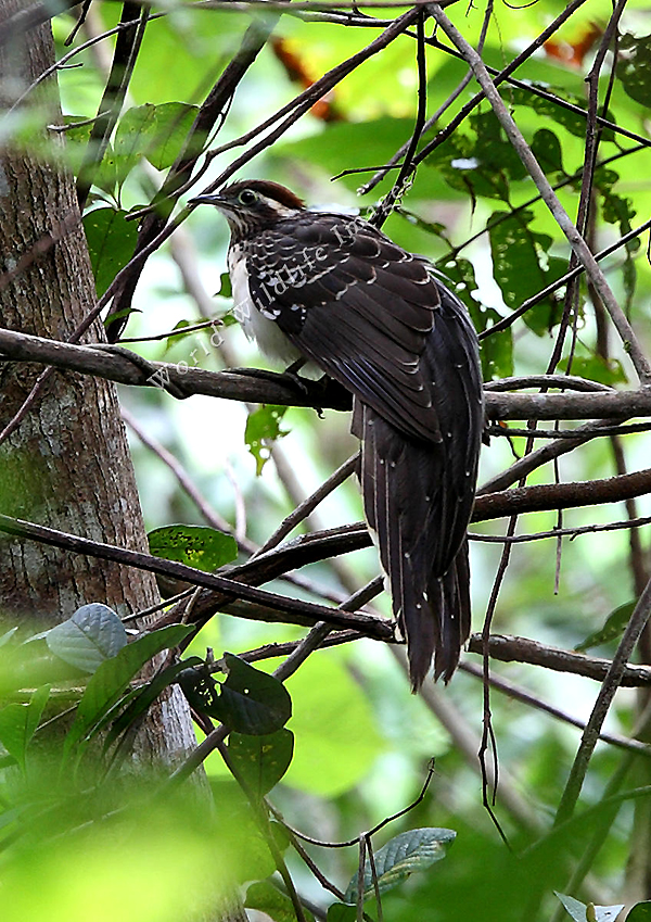 Bellas Aves de El Salvador: Dromococcyx phasianellus (cuco faisán, tres ...
