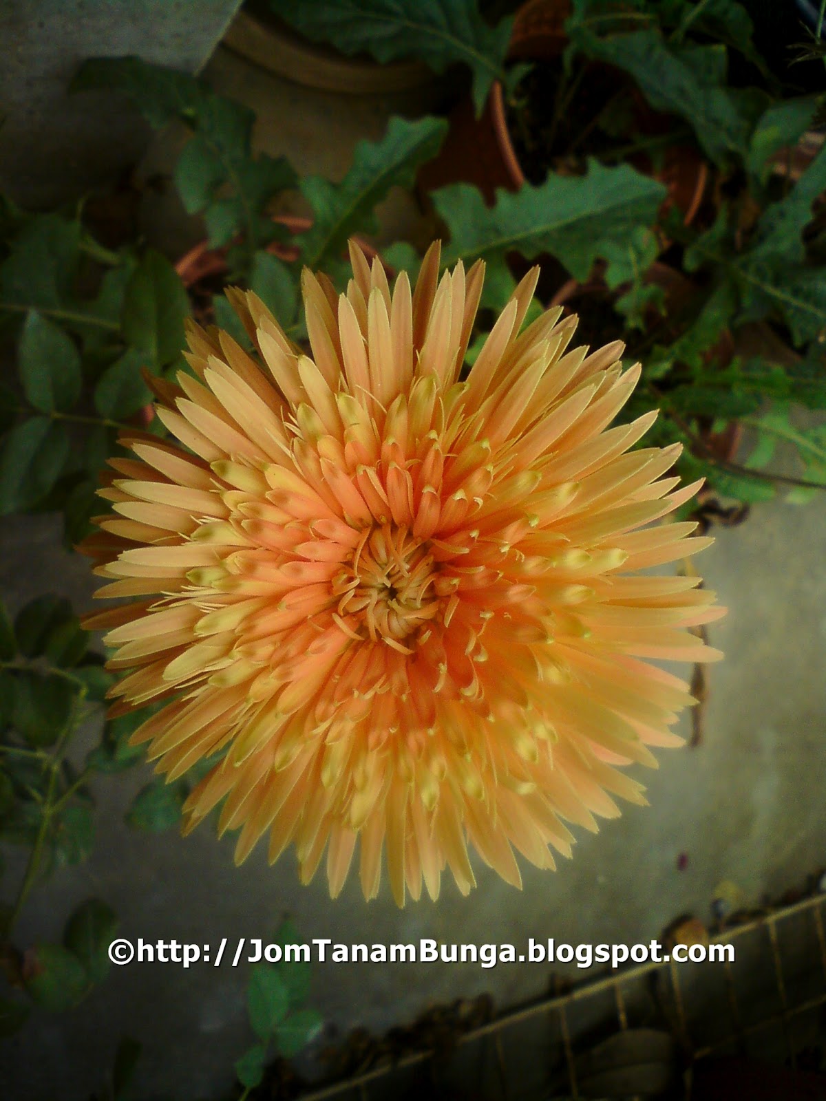 Jom Tanam Bunga: Bunga Daisy Cantik Berseri