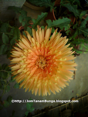 Jom Tanam Bunga: Bunga Daisy Cantik Berseri