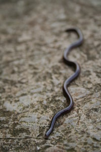 Ular Terkecil didunia – Jati.id