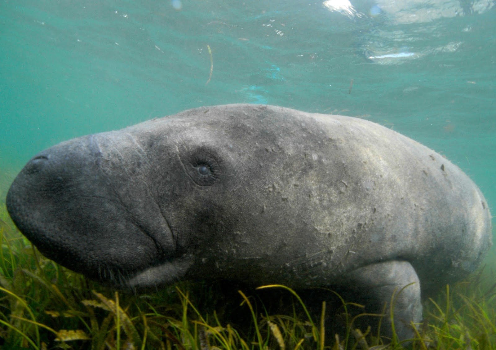 Manati: Animal endémico de las antillas. - NaturalRD