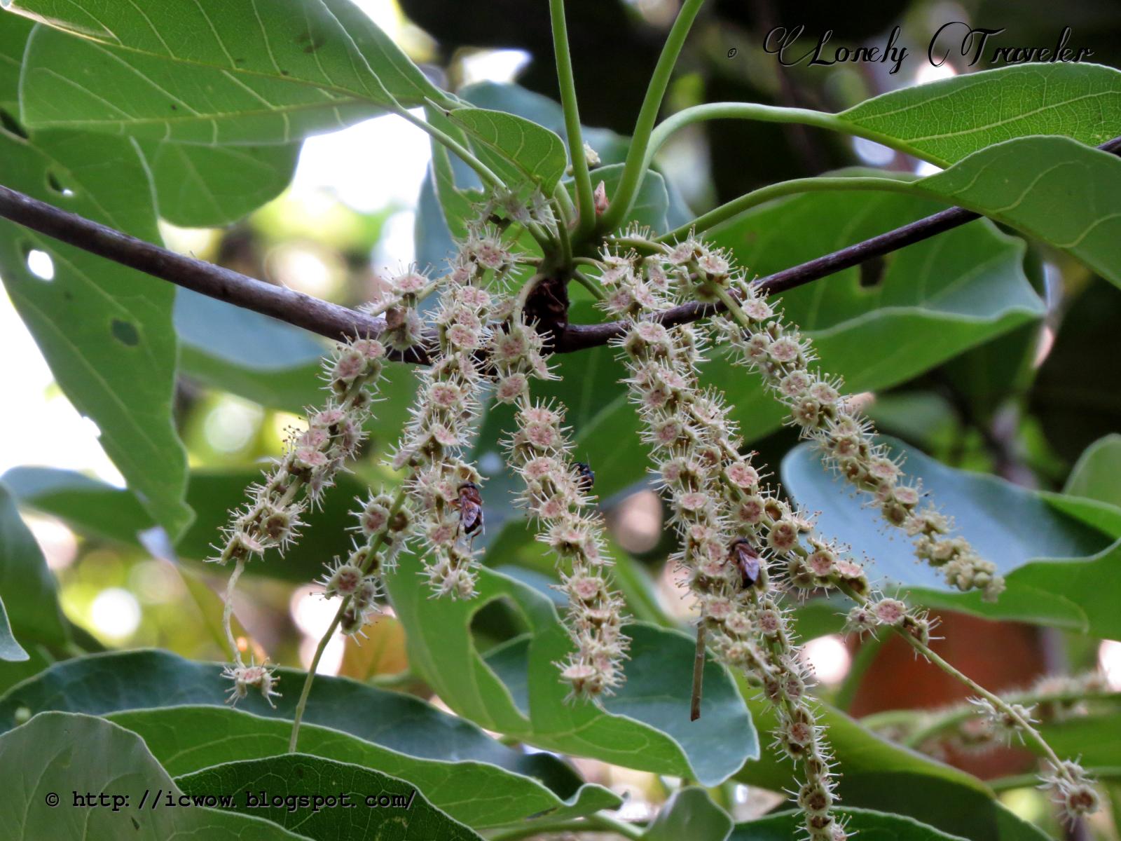Bohera ful (বহেড়া ফুল) - Terminalia bellirica