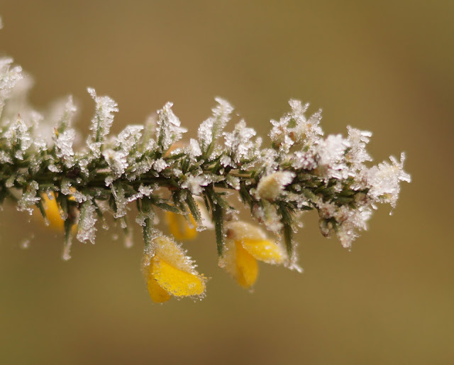 Frost pocket - Sophie in the Sticks