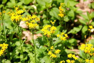 Goat Hill Garden: squaw-weed