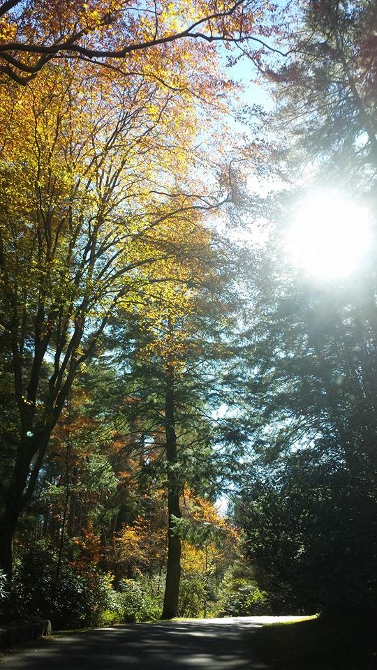 FOCAL POINT STYLING: Seasons Change - Fall Foliage at the Biltmore Estate