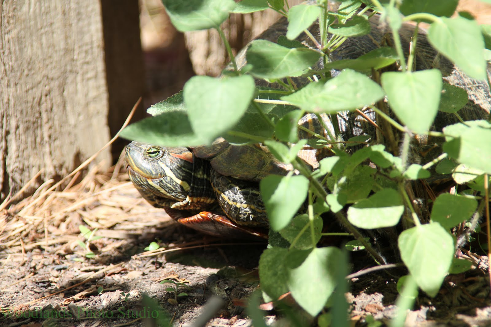 East Texas Piney Woods: Red-eared Turtle - common resident of ponds