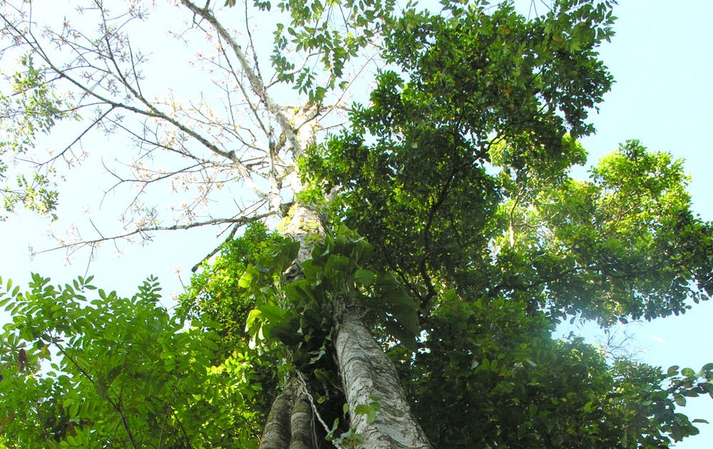 Variety of Life: Amburaneae