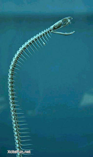 Foto foto tulang ular yang luar biasa | BOMBA DOT COM